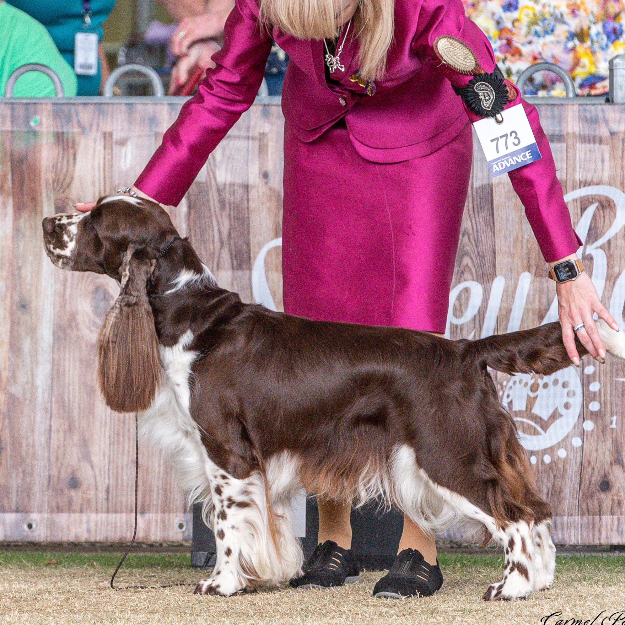 Hands On Work Shop 11th Feb 2024 Tickets Elite Dog Grooming Academy