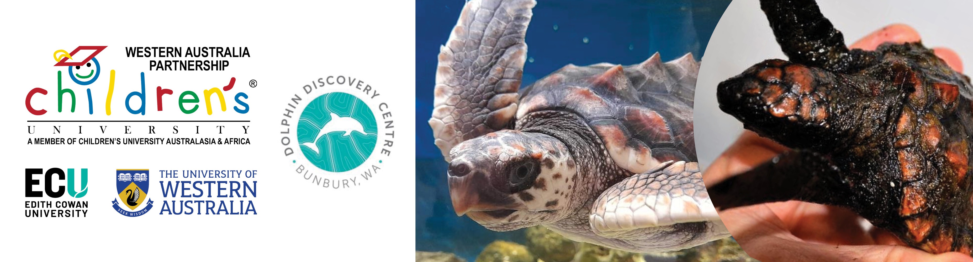 CU Sea Turtle Scientists Workshop Tickets, Dolphin Discovery Centre, Bunbury | TryBooking Australia