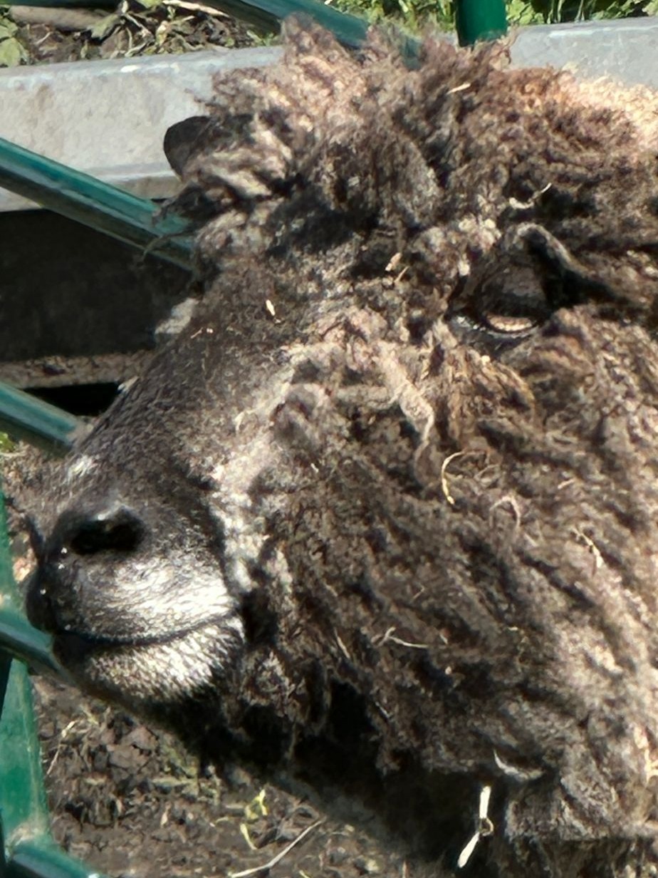Sheep Shearing and Supper (Pie) Tickets, Ivy Cottage Pedigree Ryelands ...